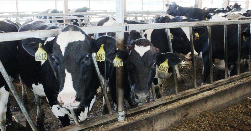 How to Long-Term Plan in Farm Businesses | Agriculture Business ...