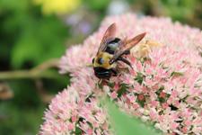 Bee or Not a Bee? How to Identify Bees from Lookalike Imposters ...