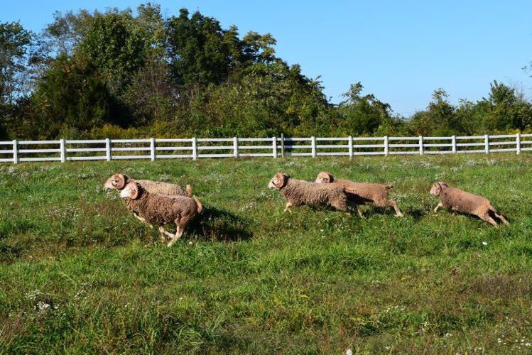 Sheep Breeder Preserving Rare, Once-Feral Breed | News ...