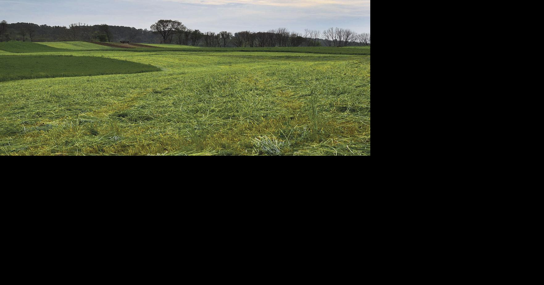 Rye Cutting, Corn Planting Slow in Wet Weather | Farming and ...