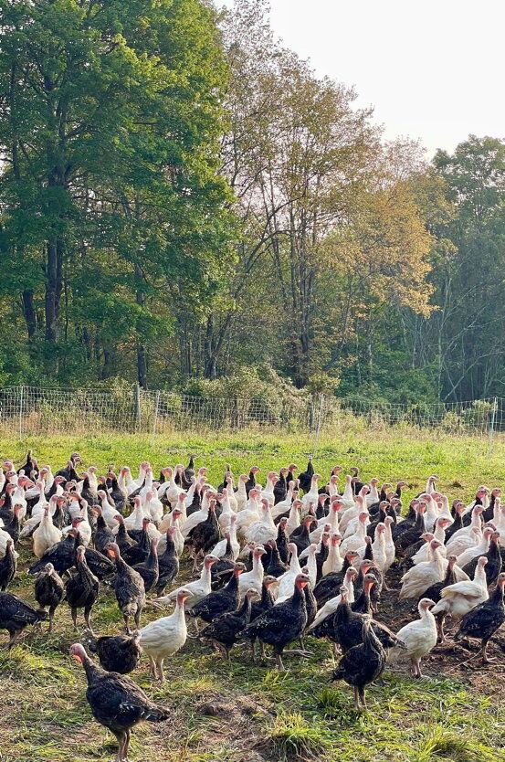 Pennsylvania Pastured Turkey Operation Built for Adaptability | Poultry ...