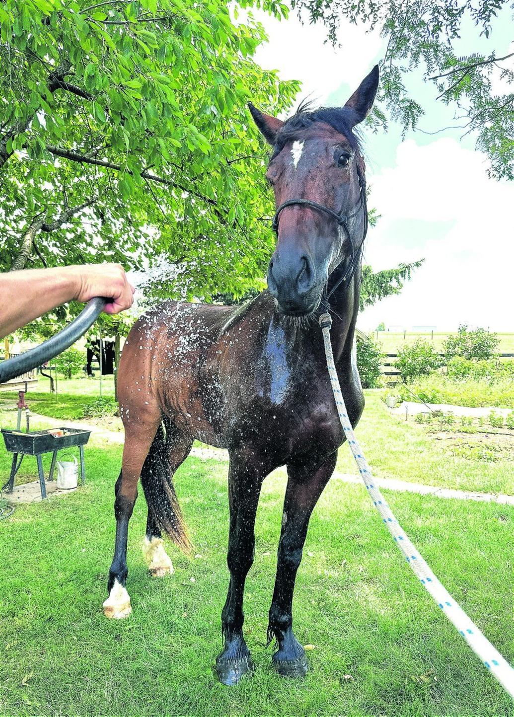 Keys to Keeping Your Horses Cool and Comfortable This Summer | Horse News and Equine Events ...
