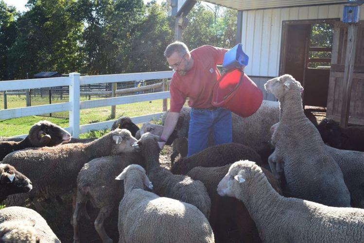 Sheep Breeder Preserving Rare, Once-Feral Breed | News ...
