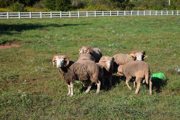 Sheep Breeder Preserving Rare, Once-Feral Breed | News ...