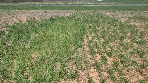 Interseeding Cover Crops in Soybeans Works if Done Early | Conservation ...