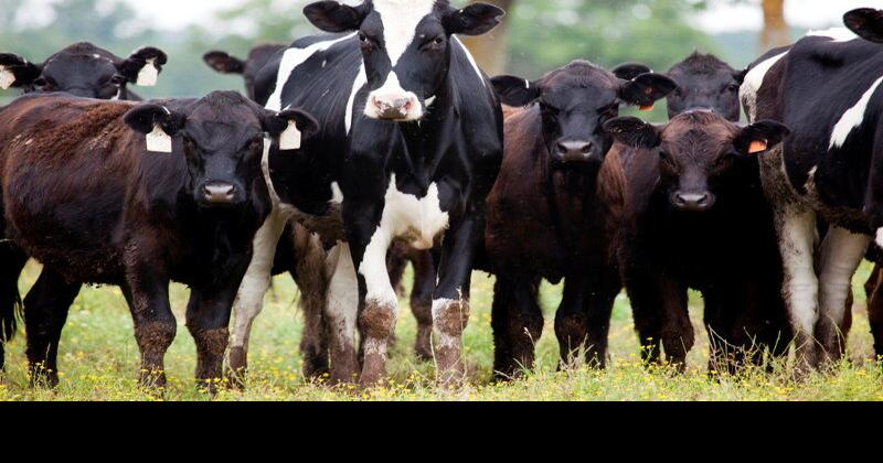 Is Your Livestock Stocking Rate Right for Your Farm? | Livestock News ...