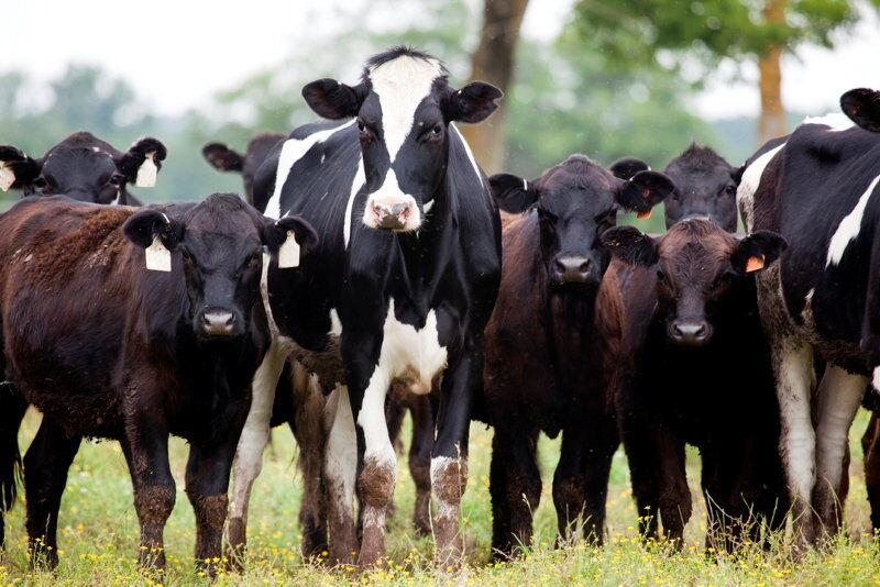 USDA Animal-Raising Claims Must Go Further [Opinion] | Livestock News ...