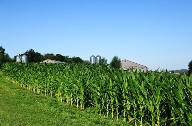 Pennsylvania Corn Pleasing, Ohio Fields Drenched | Farming and ...
