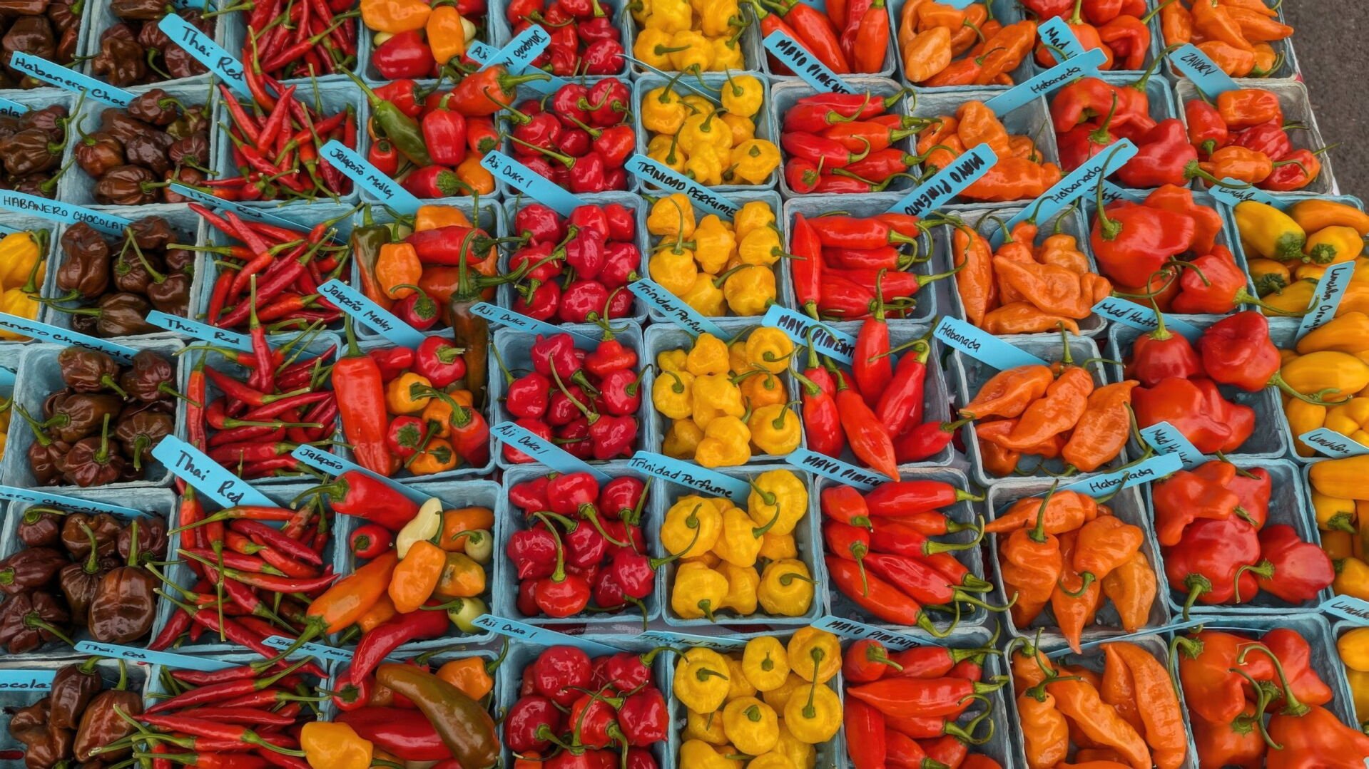 New Jersey-Based Pepper Growing Powerhouse Finds Nationwide Success ...