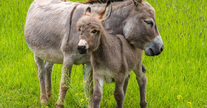 It’s The Year of the Donkey: Brooke USA Foundation's Campaign to ...