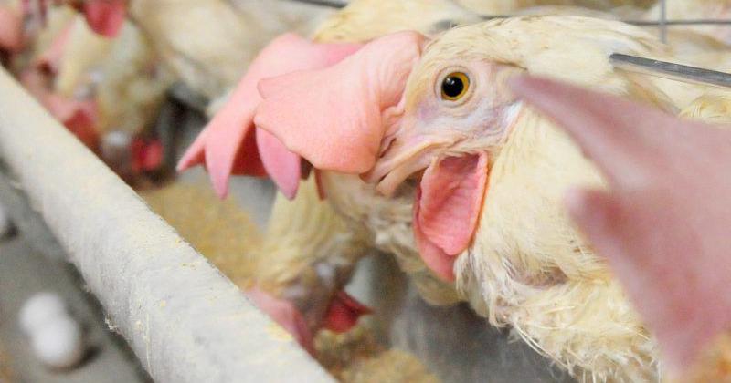 What If Avian Influenza Is Poultry Industry’s New Normal? | Poultry ...
