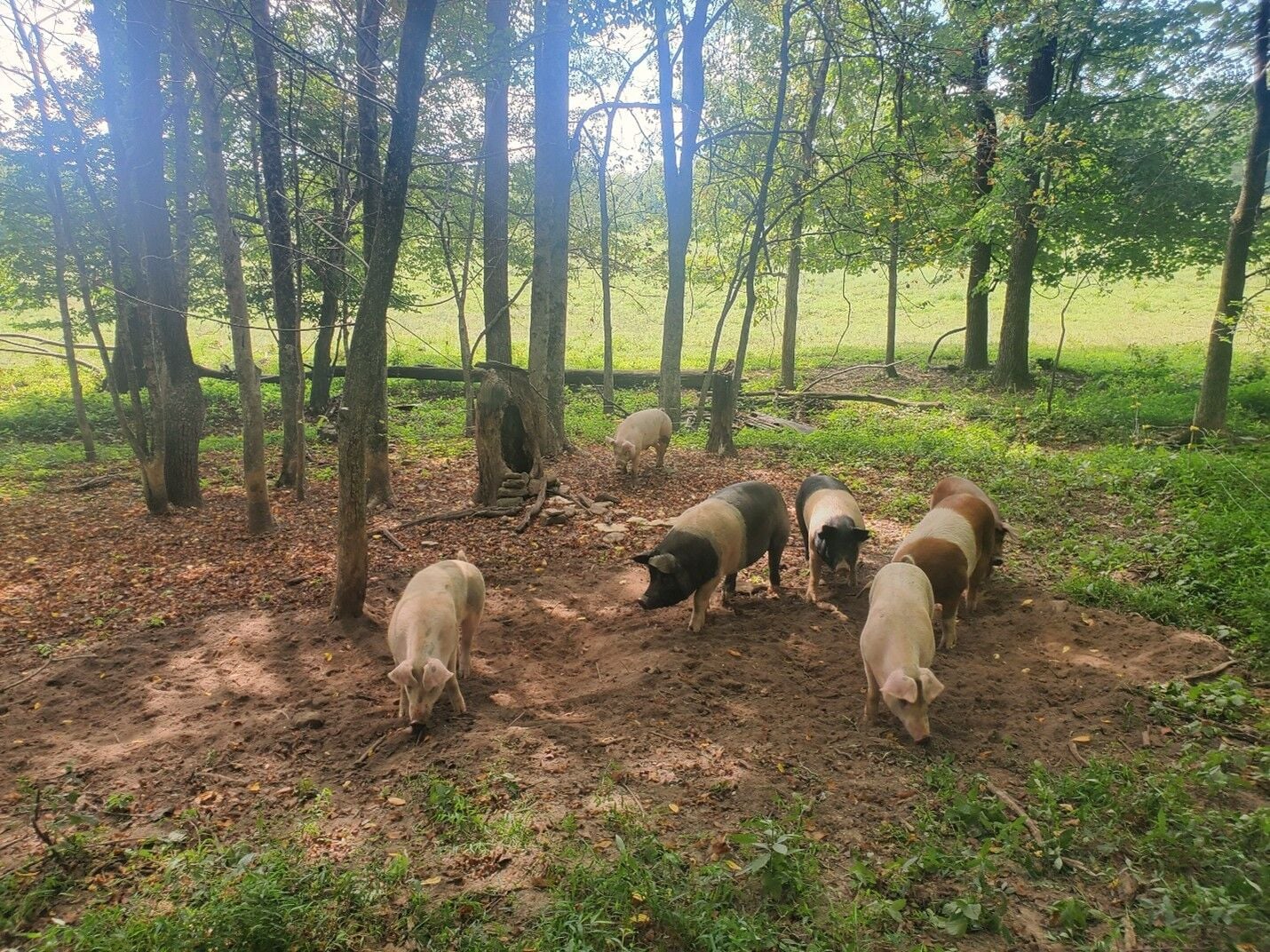 What’s Known About Parasites in Pigs Raised Outside | Livestock News ...