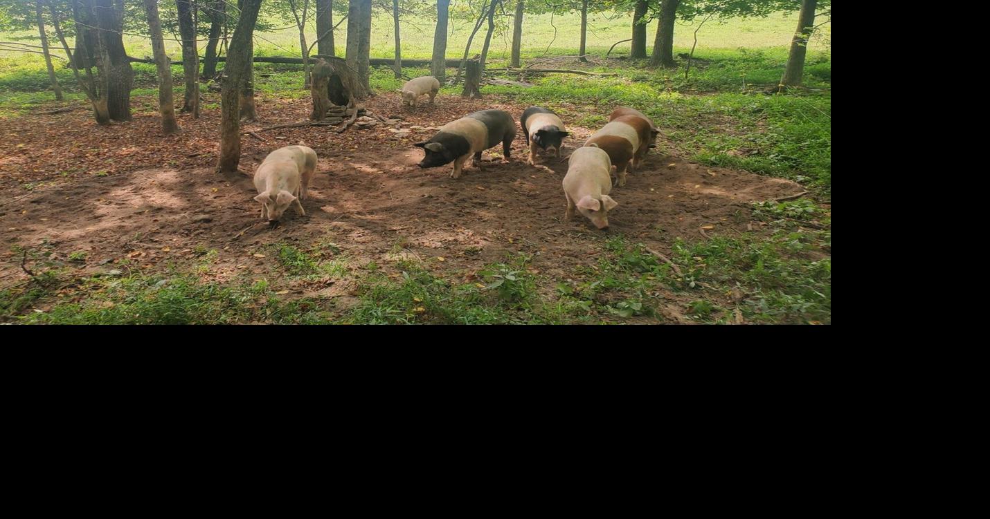 What’s Known About Parasites in Pigs Raised Outside | Livestock News ...