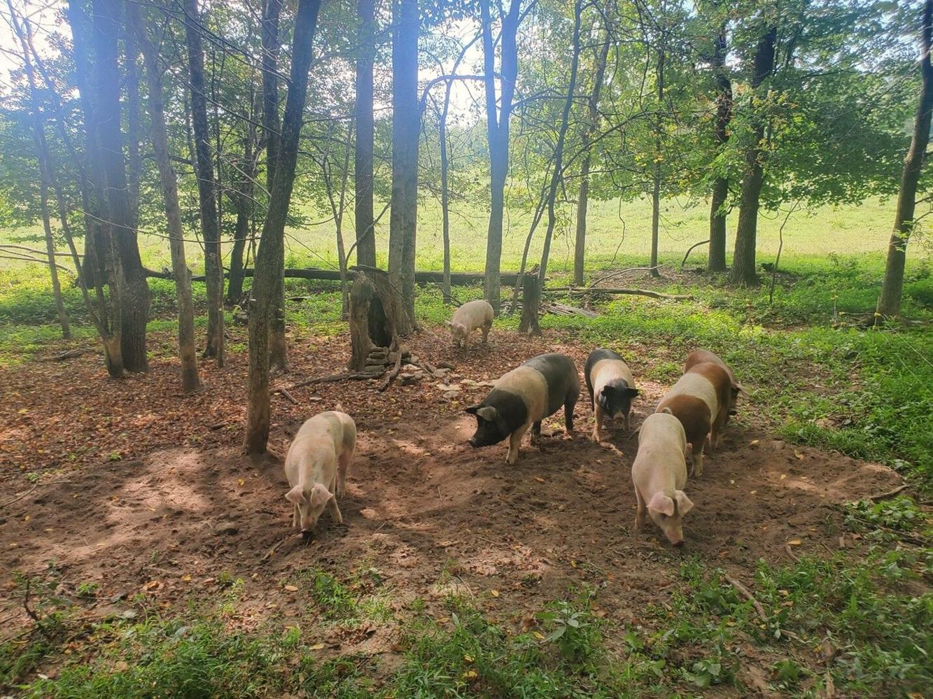 What’s Known About Parasites in Pigs Raised Outside | Livestock News ...