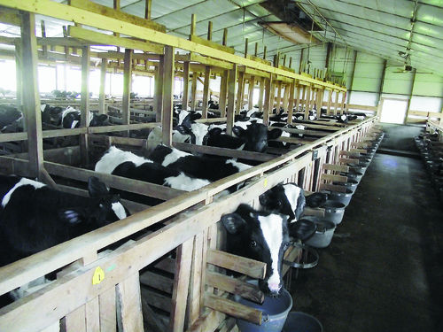 Not Your Grandparents’ Veal Farm | Farming and Agricultural News ...
