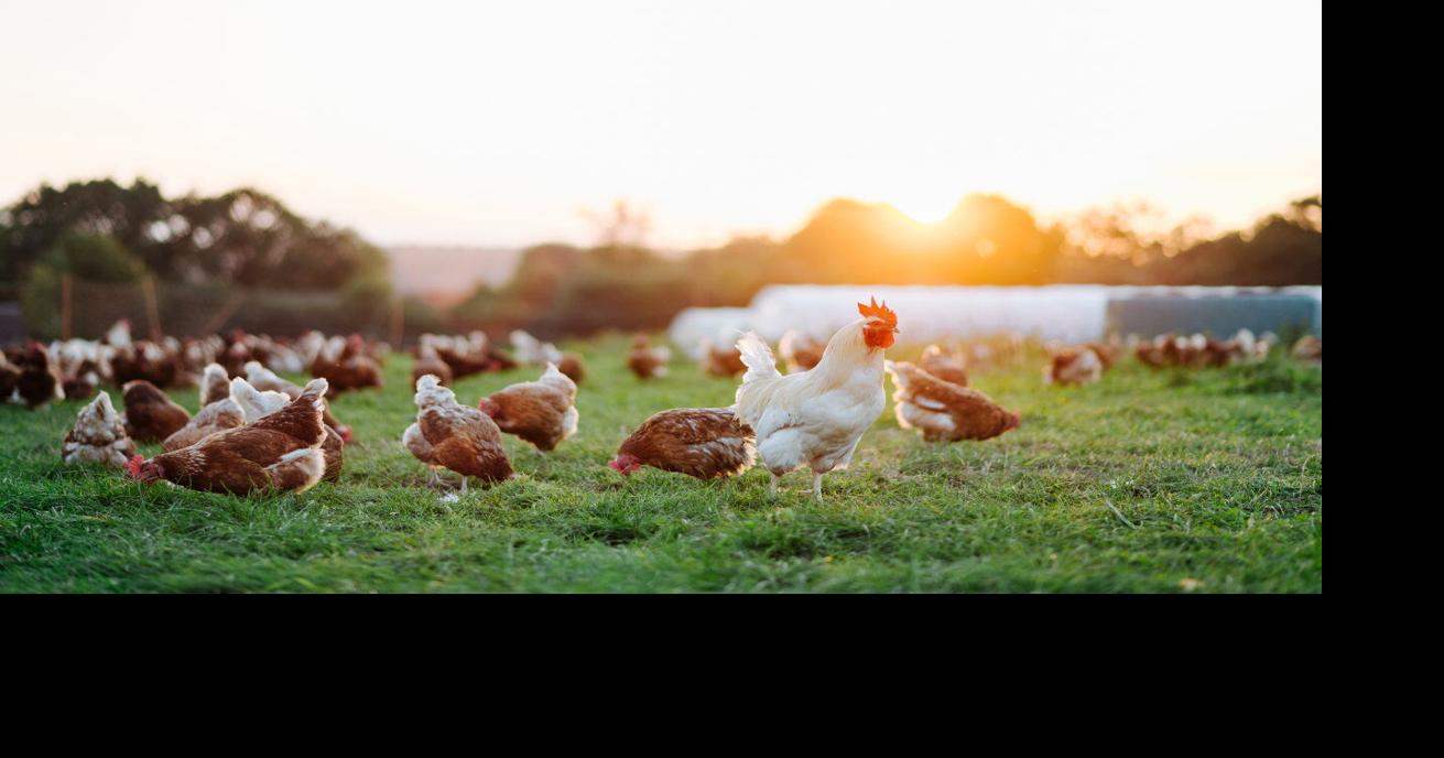 Top 5 Places Chickens Can Be Found on This Farm | Farm and Rural Family ...