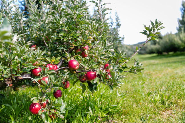 Orchard Perseveres Through Heat and Drought in Northeast Ohio | Fruit ...