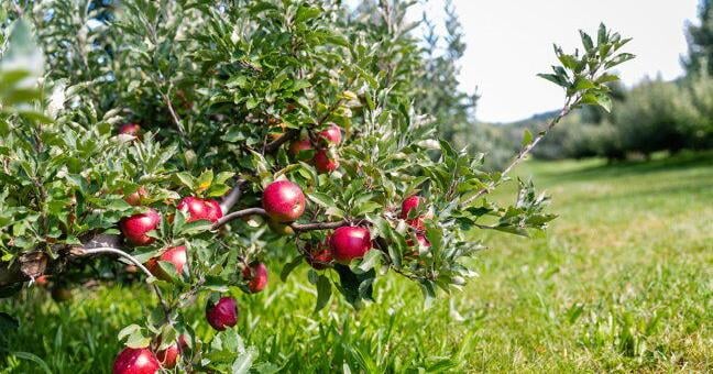 Understanding Cold Damage on Apple Tree Health | Fruit and Vegetable ...