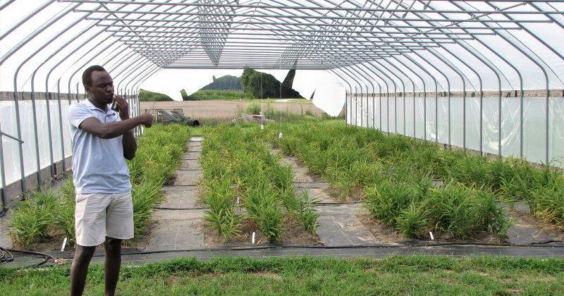Big Hopes for Baby Ginger in Mid-Atlantic Farming | Field Crop News ...