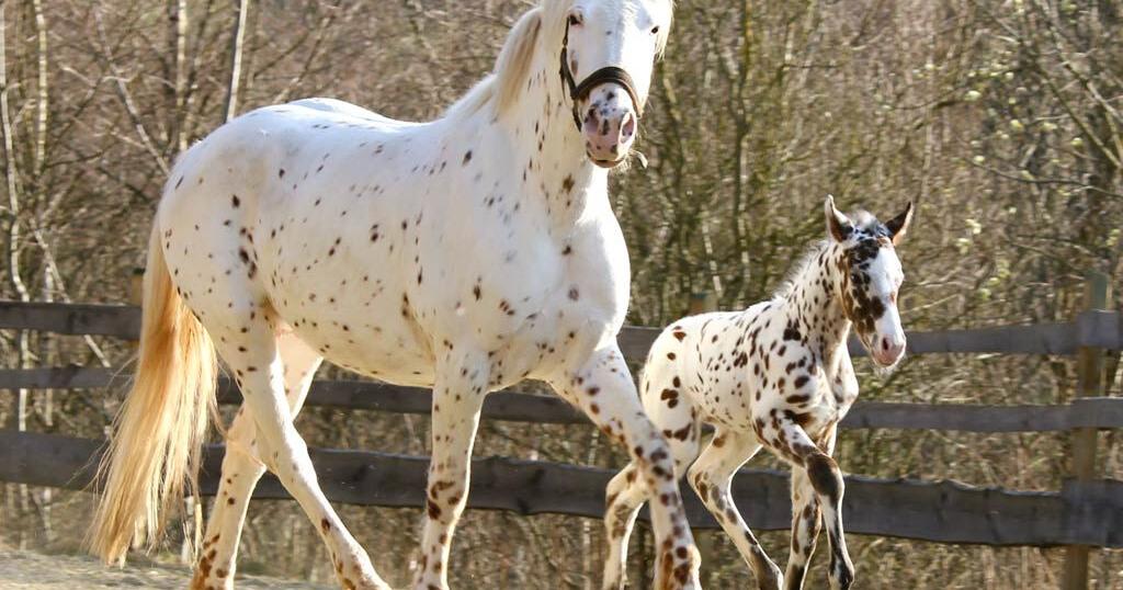 Meet the Knabstrupper: A Horse From the Age of Vikings | Horse News and ...