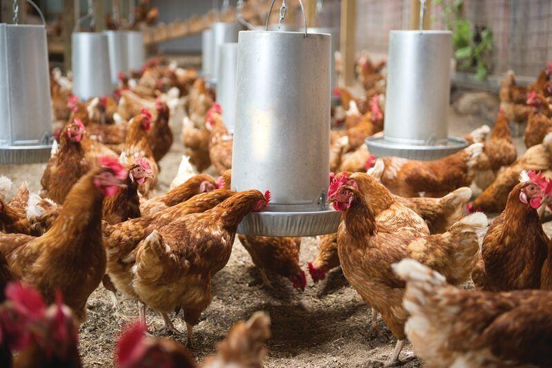 Poultry Biosecurity Success Means Protecting Us From Ourselves ...