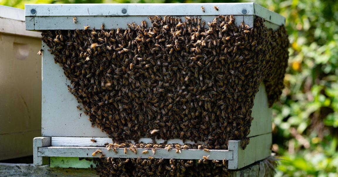Why Bee Management and Environmental Awareness Are More Important Than ...
