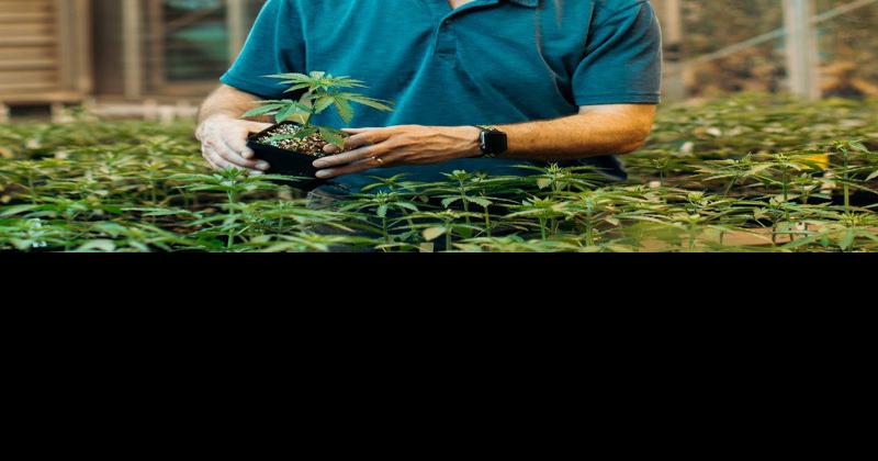 The Genetics of Hemp with Cornell University's Larry Smart | Podcasts ...