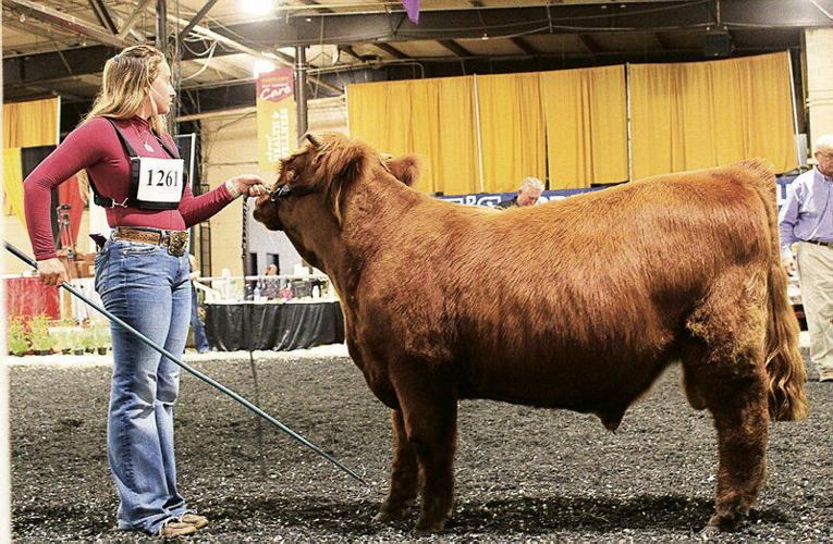 Highland Cattle the Right Breed for This Pennsylvania Farm Family ...
