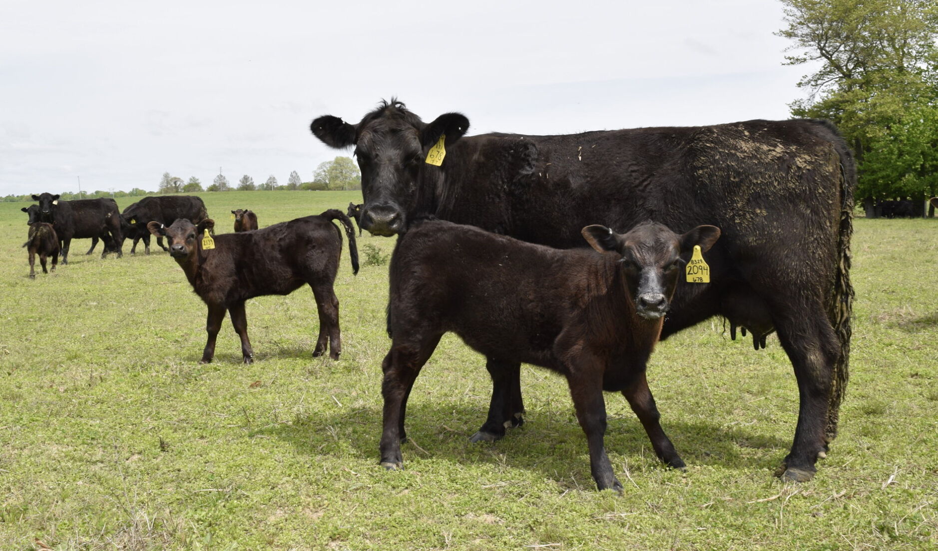Storied Wye Angus Herd Looks to the Future | Livestock News ...