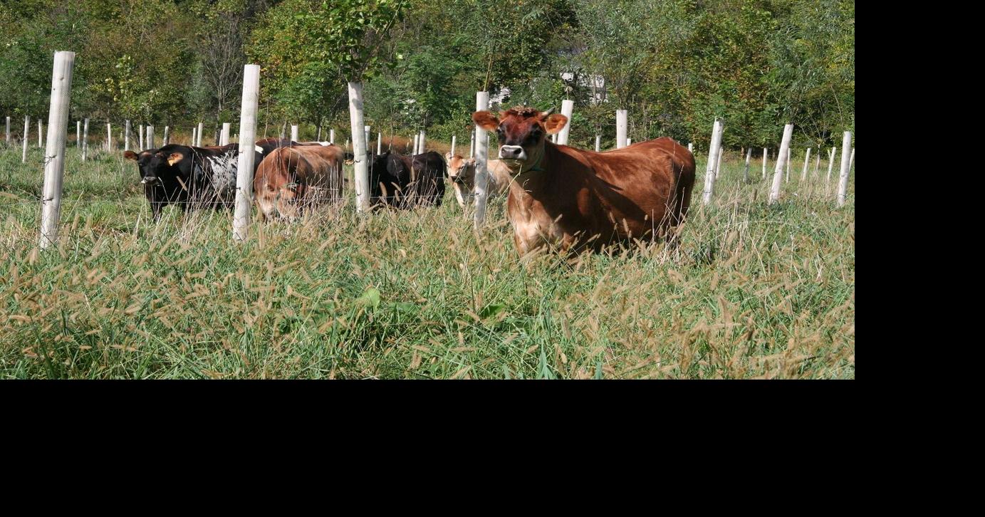 Seeing the Pasture for the Trees: Agroforestry Slowly Showing Promise ...