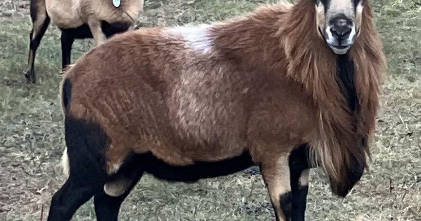 New Jersey Farmer Banks on Barbados Blackbelly Sheep | Livestock News ...