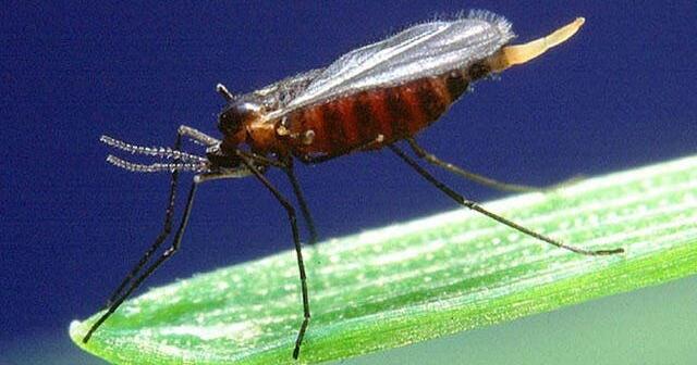 Shield Your Small Grain Crops from Hessian Flies This Season | Field ...