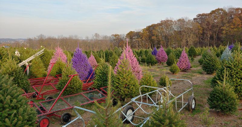 A Tree-mendous Christmas | Farm and Rural Family Life ...