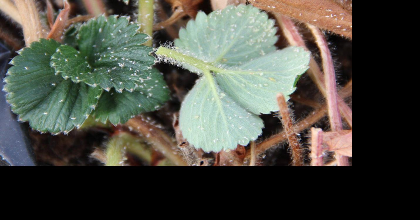 Prepare for Early Arrival of Spring Pests Like Allium Leafminer | Fruit ...