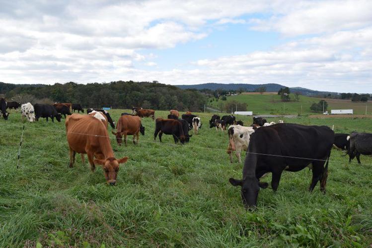Good Pasture Starts With Soil | Farming and Agricultural News ...