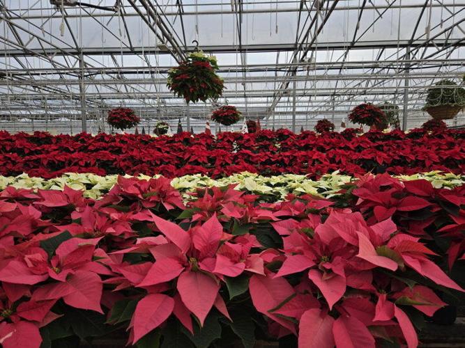 Celebrating 46 Years of Pretty Poinsettias with 15,000 Holiday Blooms ...