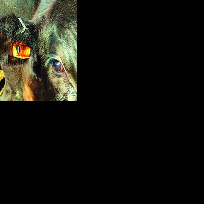 USDA Drops Ear Tag Rule | Farming and Agricultural News ...