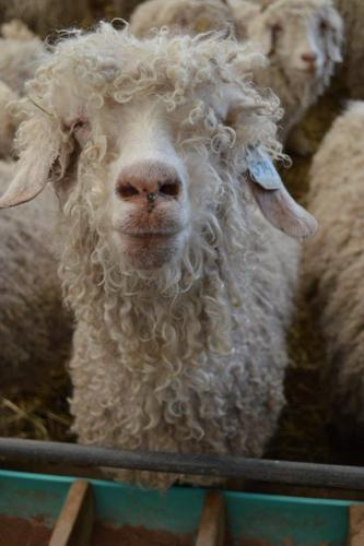 Spring Brings Shearing at Angora Farm | Farming and Agricultural News ...