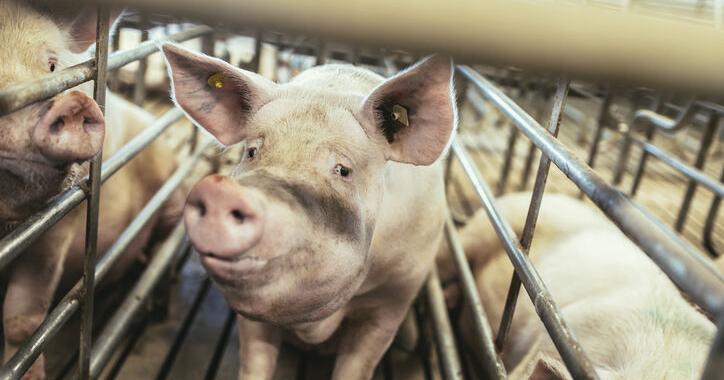Ileitis in Pigs: Recognizing, Diagnosing, and Preventing This Common ...