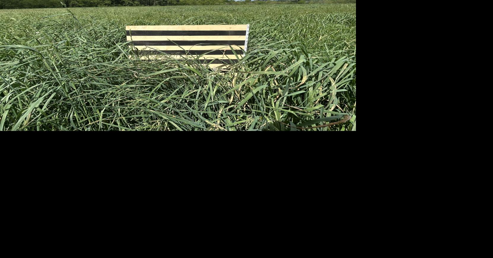 Early Harvest and Lower Yield Expected for First Cut Grass Hay | Field ...