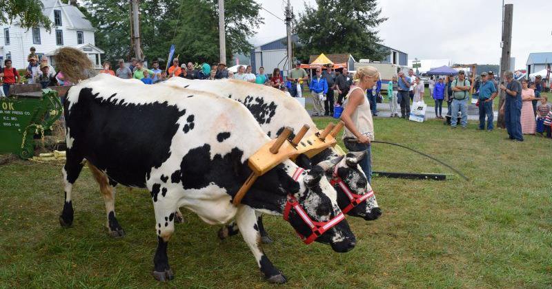 Randall Oxen Team Up at Ag Progress | Farm Shows, County Fairs, Events ...