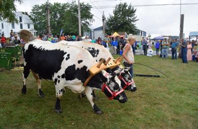 Randall Oxen Team Up at Ag Progress | Farm Shows, County Fairs, Events ...