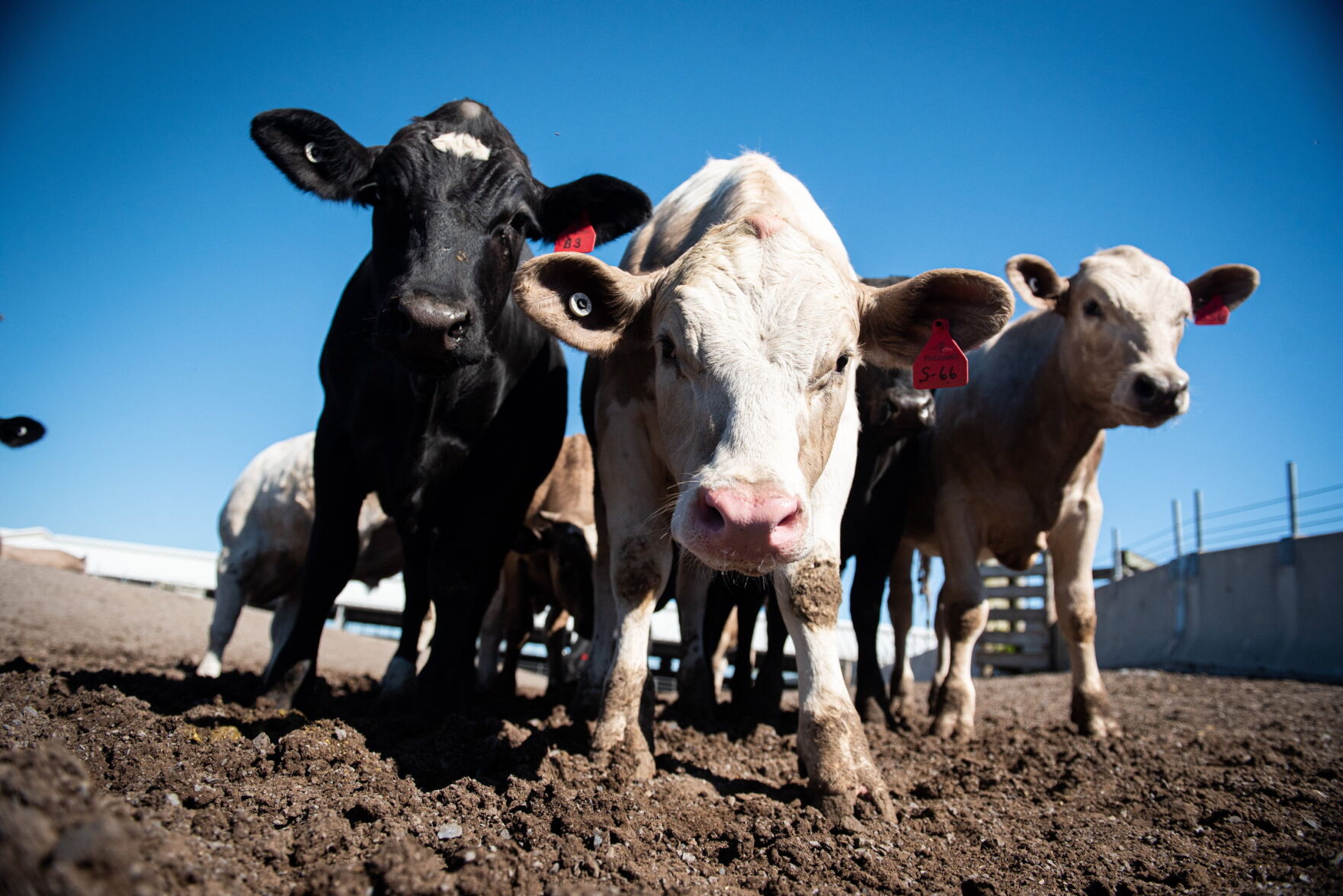 It’s More About the Bull Than the Breed: Beef x Dairy Project Enters ...