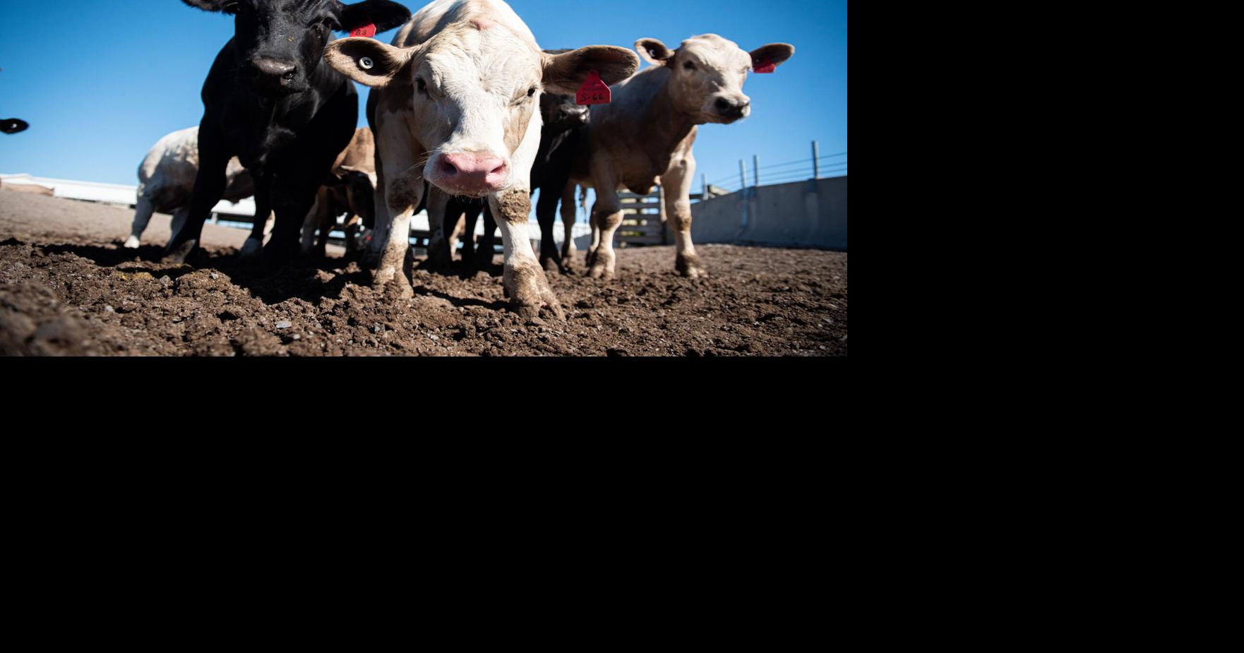 It’s More About the Bull Than the Breed: Beef x Dairy Project Enters ...