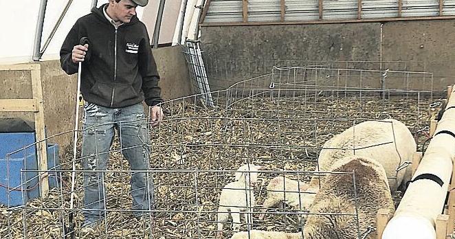 Sheep Farming Dovetails With Carpentry Career | Outdoor Sports, Hunting ...