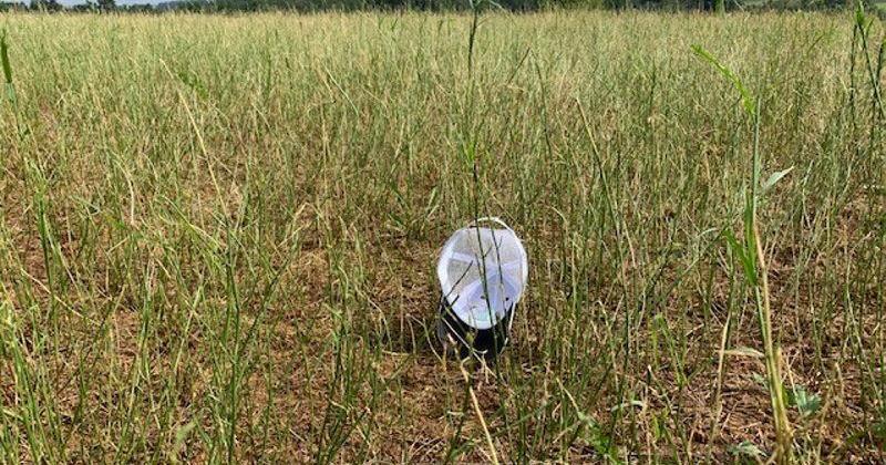 Scouting for Fall Armyworm in Grass Hay and Alfalfa Fields | Farming ...