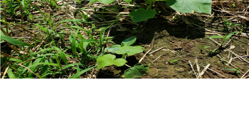 Control Burcucumber While It’s Still Small | News | lancasterfarming.com