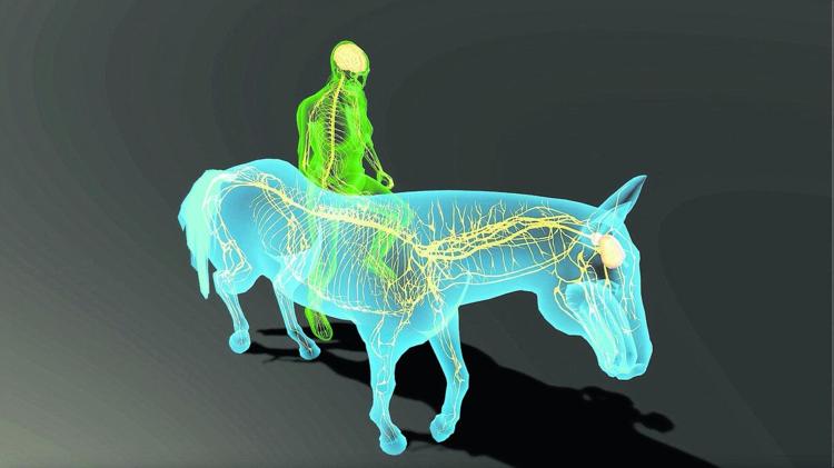 'Horses and the Science of Harmony' Documentary Dives Into the Horse ...