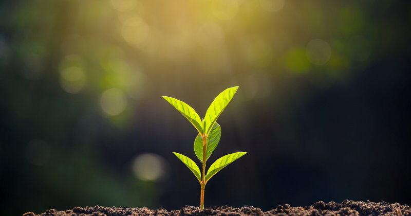 Making Sure Your Seed Falls on God's Good Soil | Farm and Rural Family ...