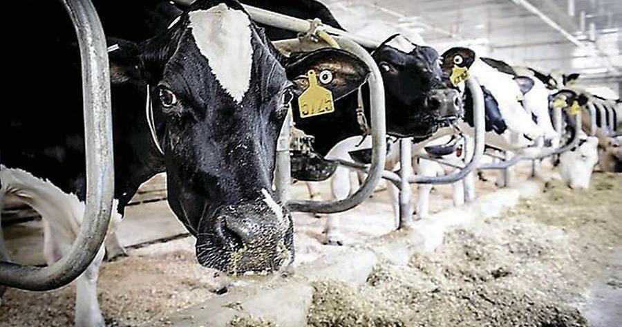 Transition Cow Management: Much More Than Just Diet | Dairy News ...